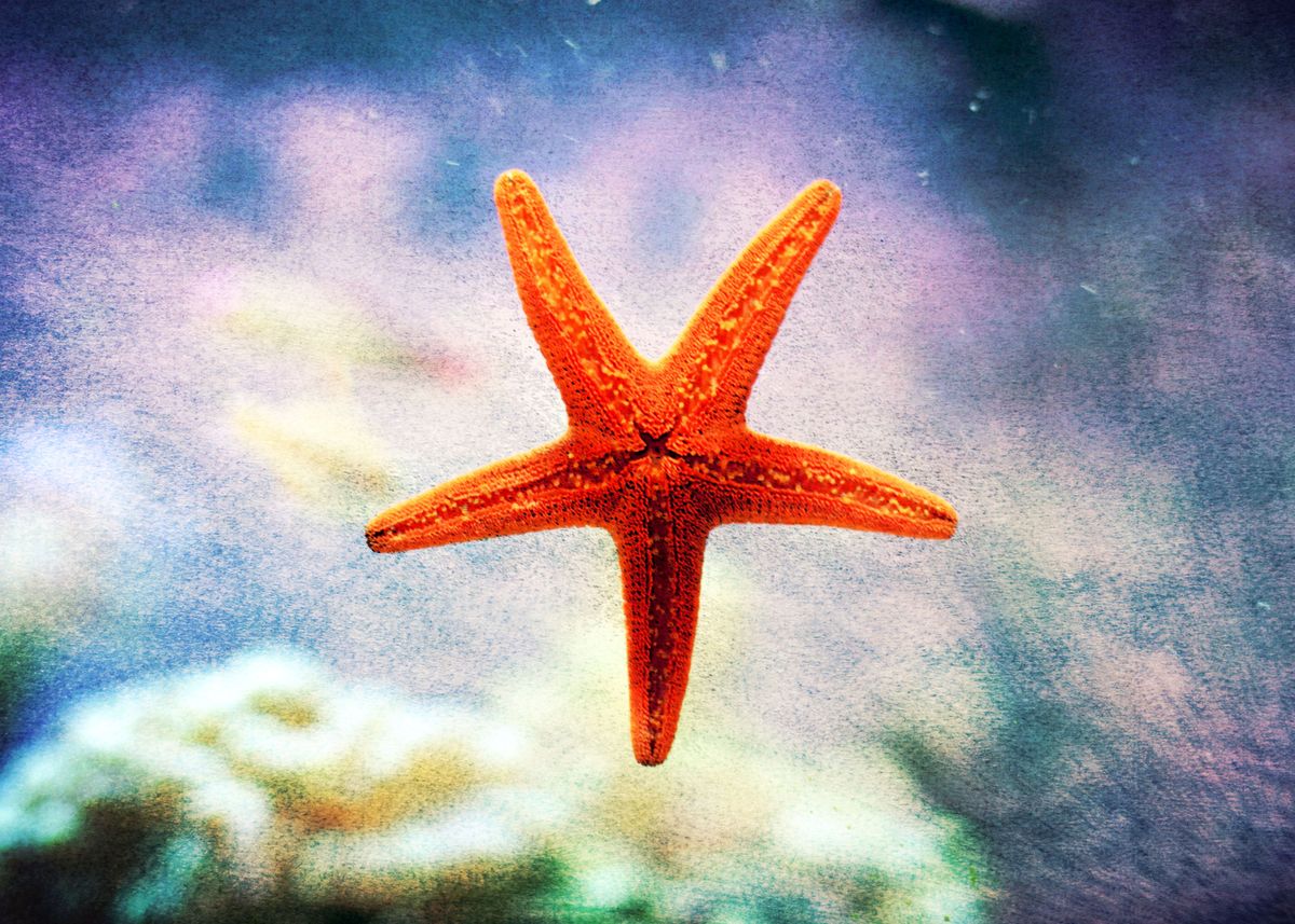 'The Starfish - Grunge distressed texture added with pai ... ' Poster ...