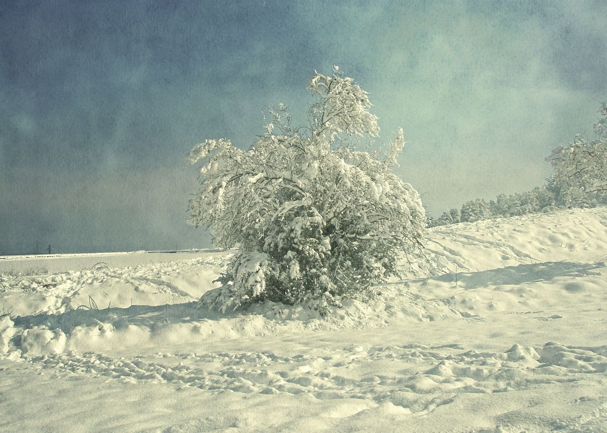 'First snow.' Poster, picture, metal print, paint by Barruf ... | Displate