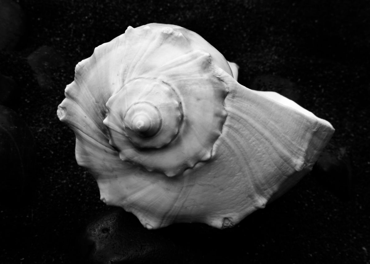 'Shell No.6, a black and white fine art print of a shell ... ' Poster ...