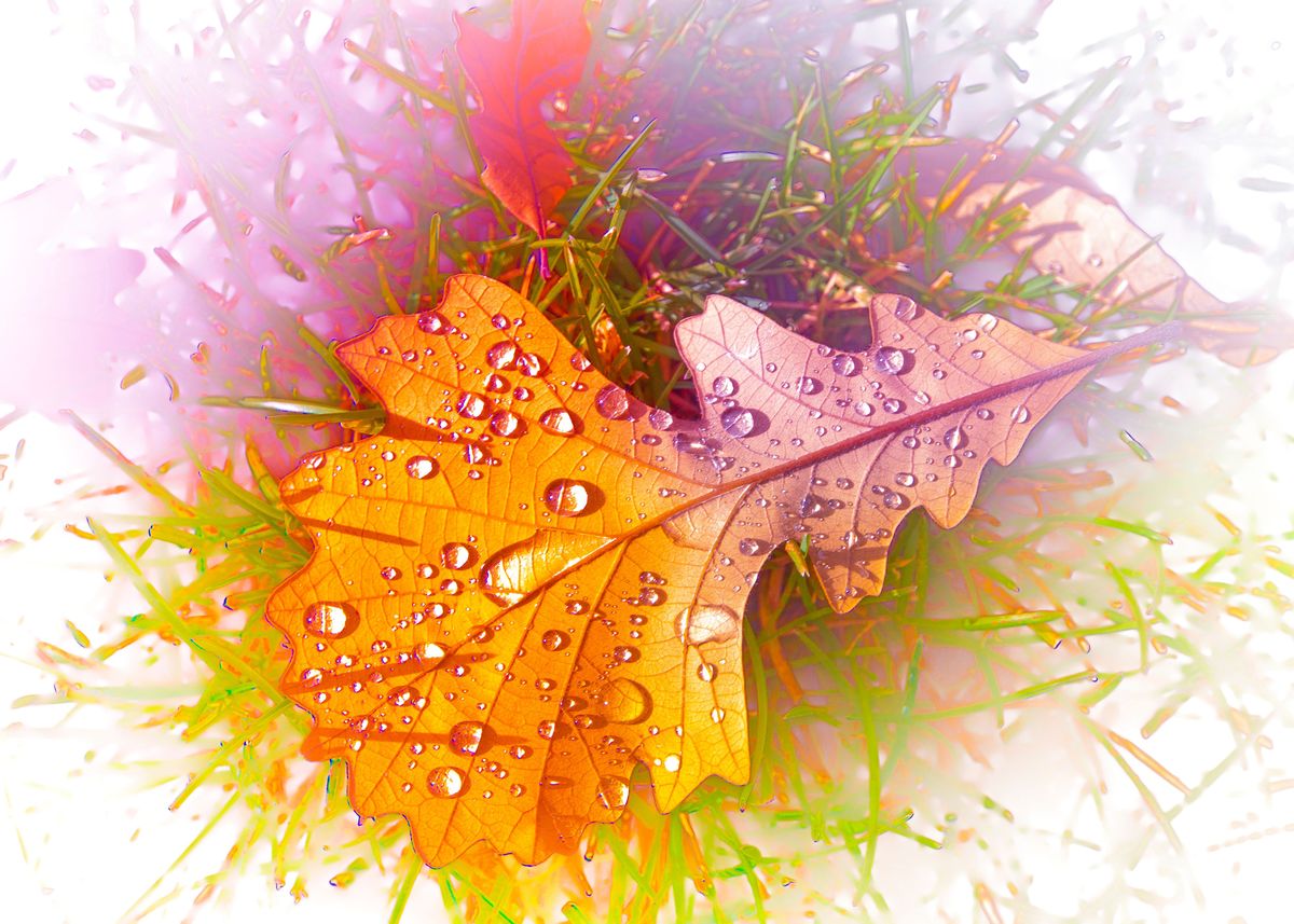 'Oak Leaf' Poster by Stephen Miller | Displate