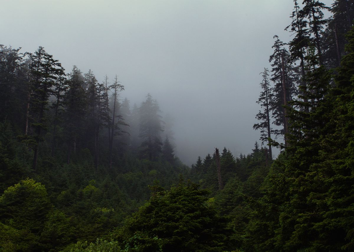 'Into The Wild' Poster, picture, metal print, paint by Brandt | Displate