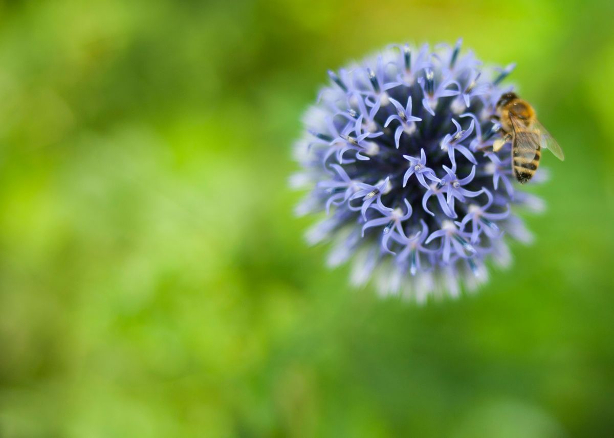'Flower with bee' Poster by Kris Clijsters | Displate