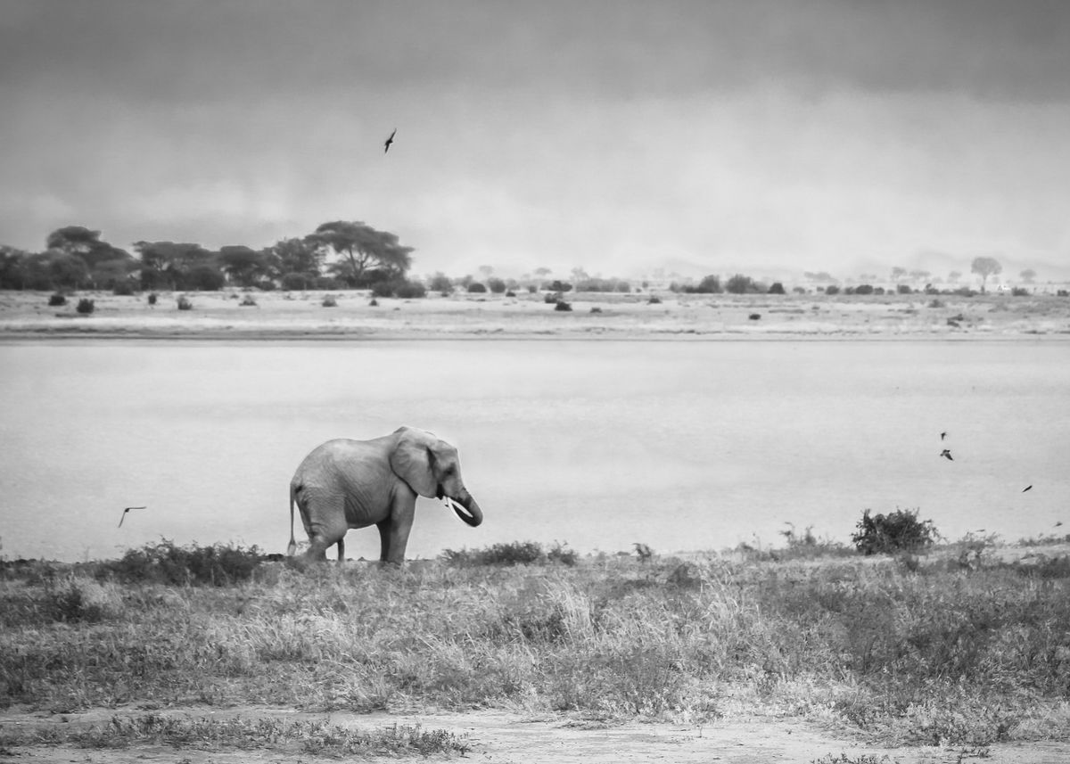 'little grey elephant song' Poster, picture, metal print, paint by ...