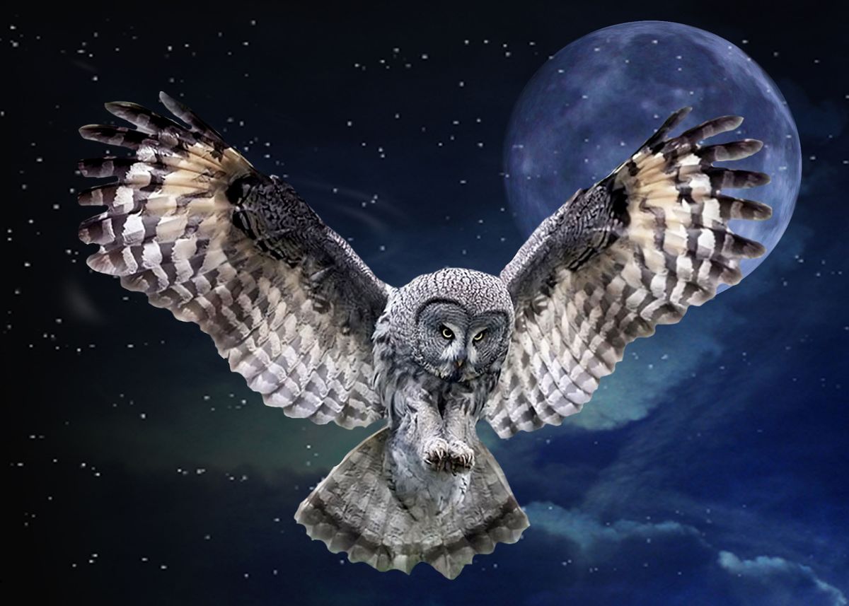 'The great grey owl in flight and blue moon' Poster, picture, metal ...