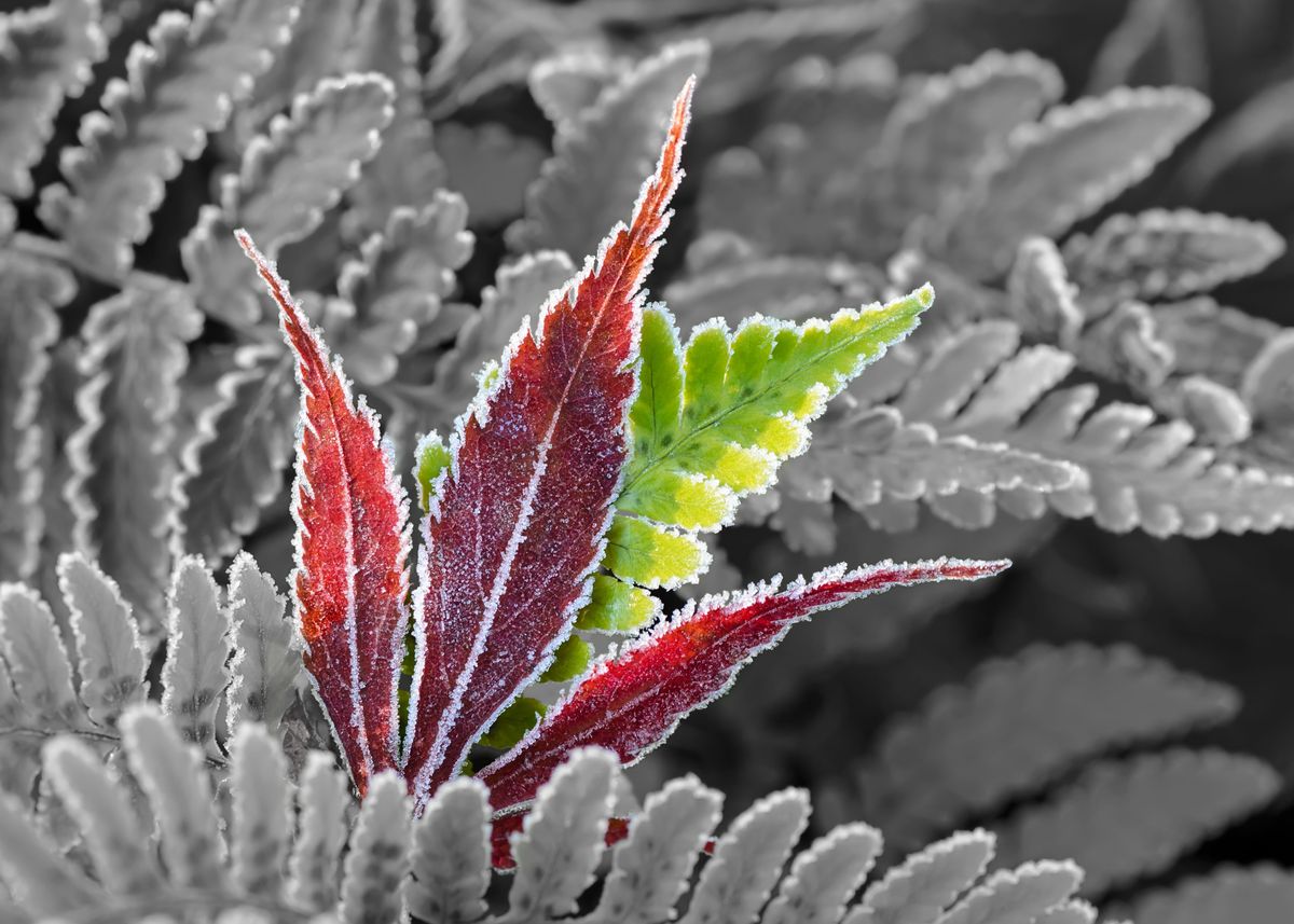'Colored leaf of a Japanese Maple with ferm, partial col ... ' Poster ...