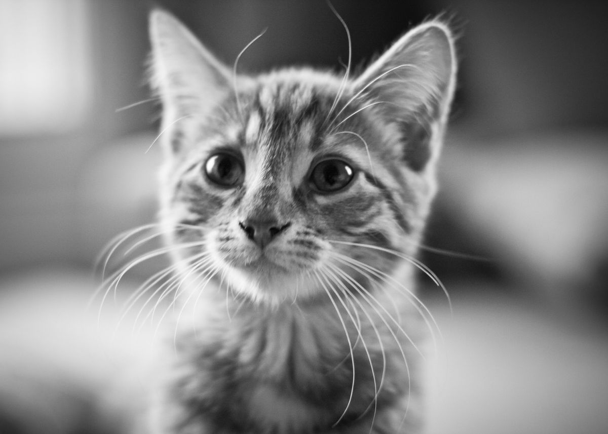 'A Portrait of a Cat' Poster, picture, metal print, paint by Pasi ...