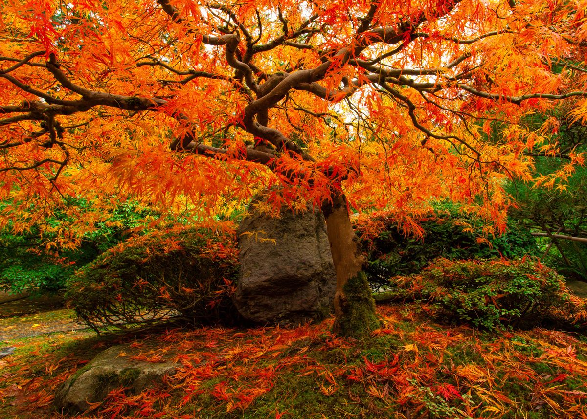 'Fiery Japanese Maple Fall ' Poster, picture, metal print, paint by ...