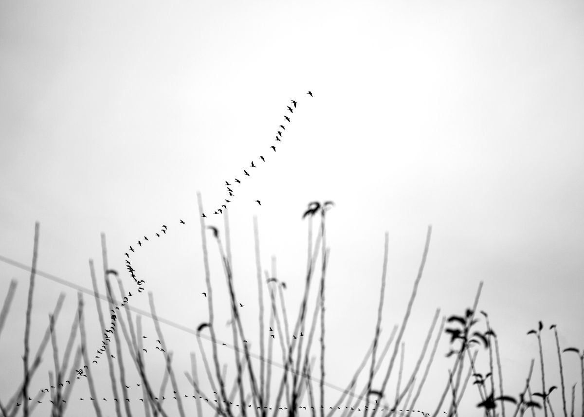 'Finding A Way' Poster by Rebecca Cozart | Displate