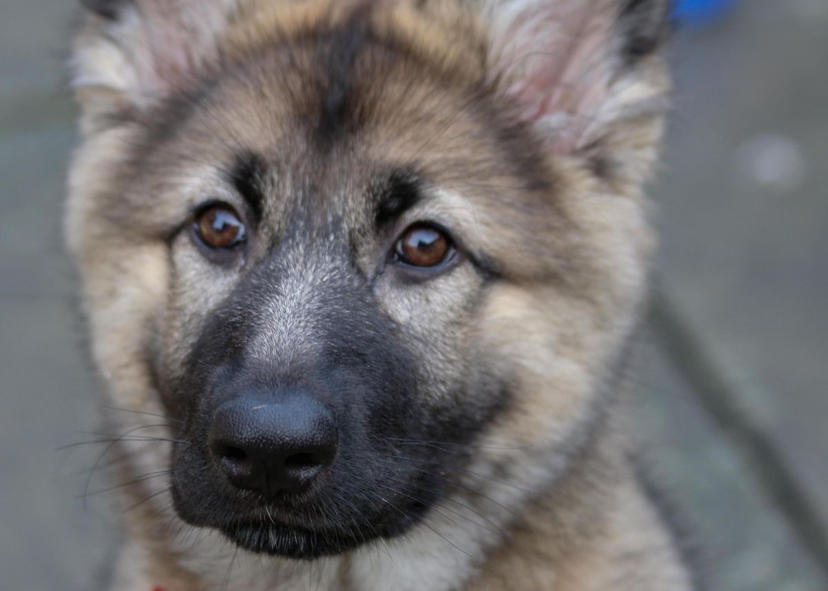 'The Pup' Poster by Michael Davidson | Displate