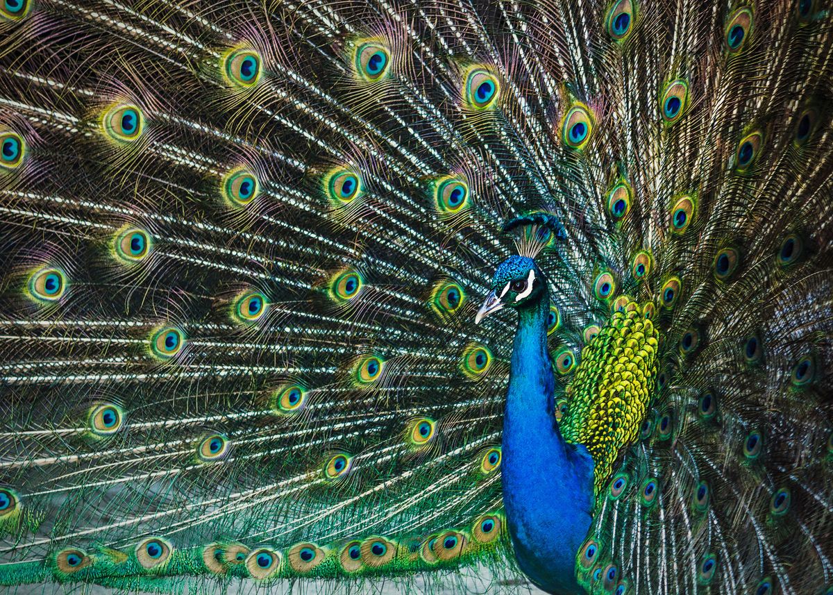 'One of the free roaming peacocks at Melbourne Zoo. They ... ' Poster ...