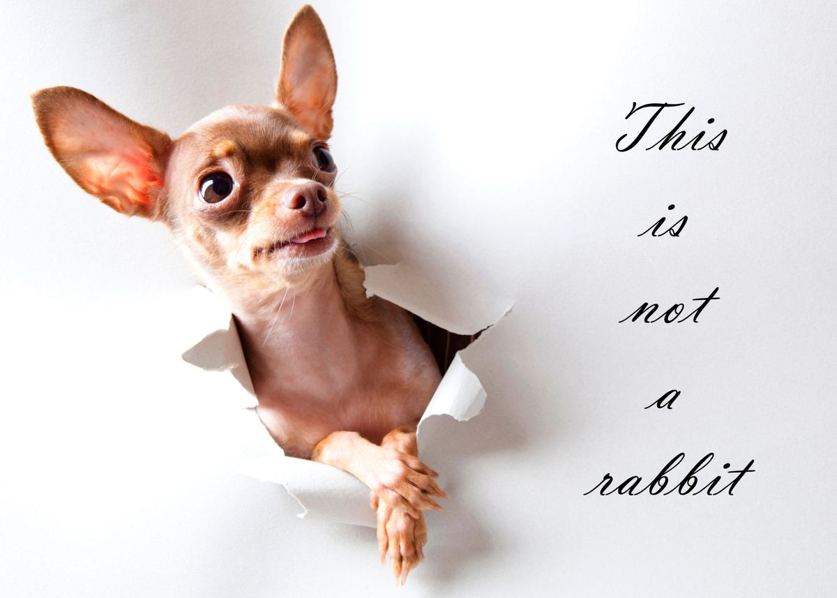 'This is not a rabbit' Poster, picture, metal print, paint by Olivier ...