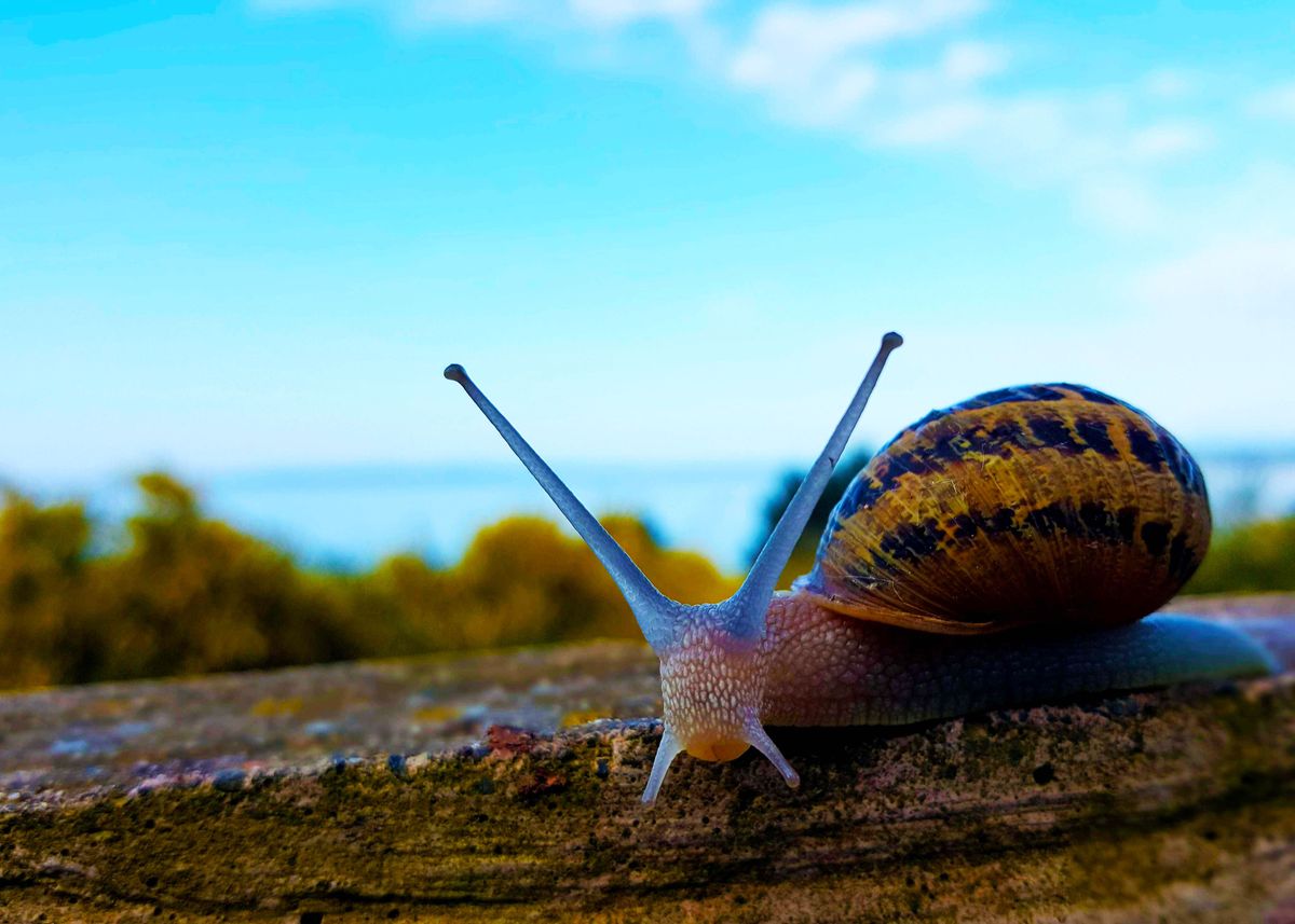 'Existential Shelly' Poster, picture, metal print, paint by Alec ...