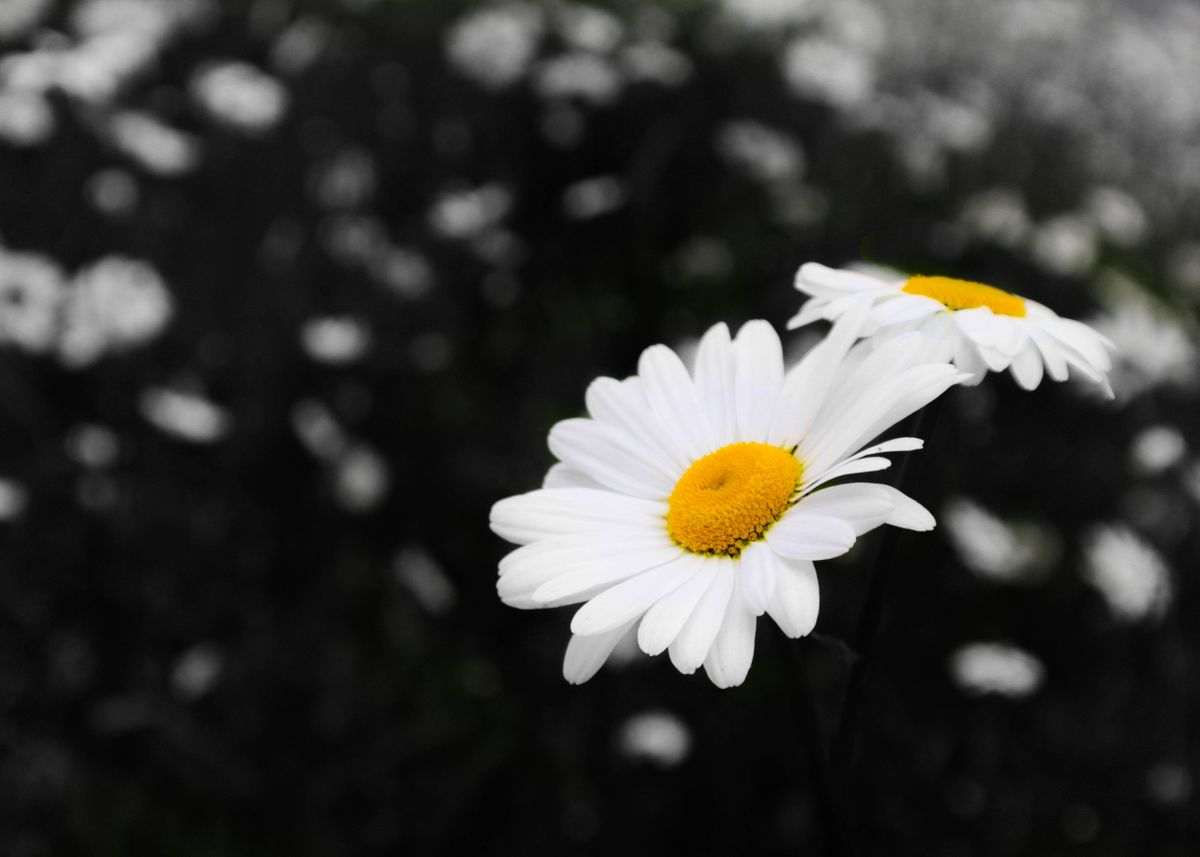 'Colour in a Grey World' Poster, picture, metal print, paint by Ian ...