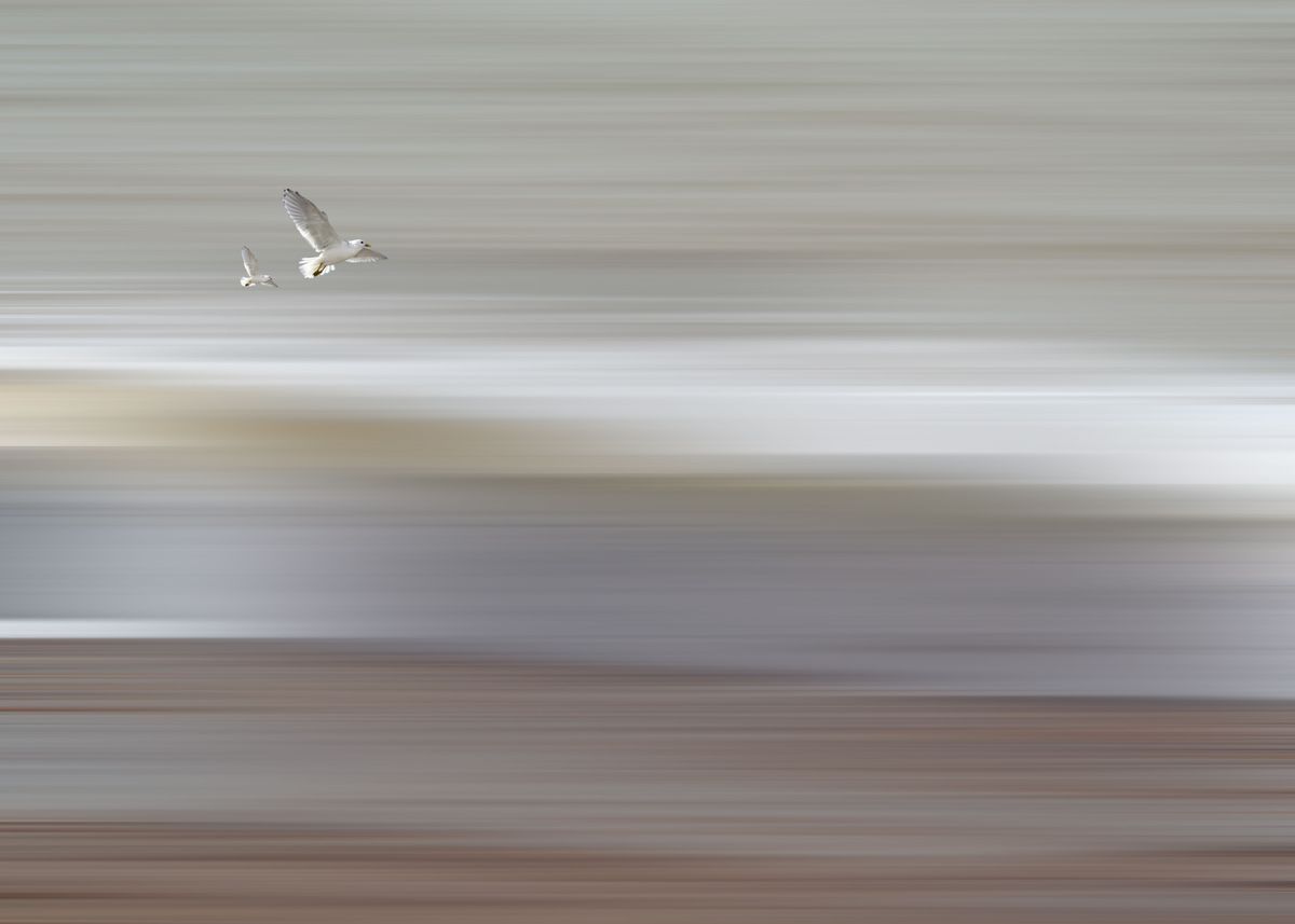 'Soar' Poster by Sharon Clarke | Displate