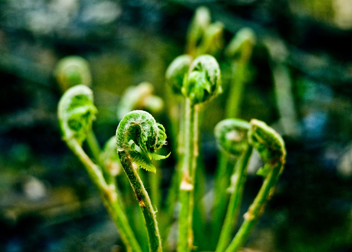 'New Life' Poster, picture, metal print, paint by Nite Traveler | Displate