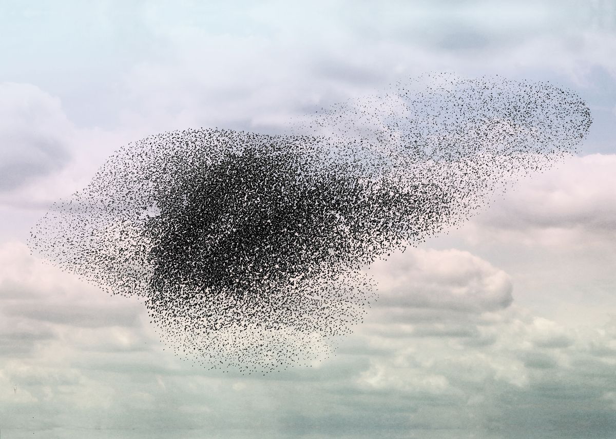 'Swooping and looping.' Poster by deborah corr | Displate