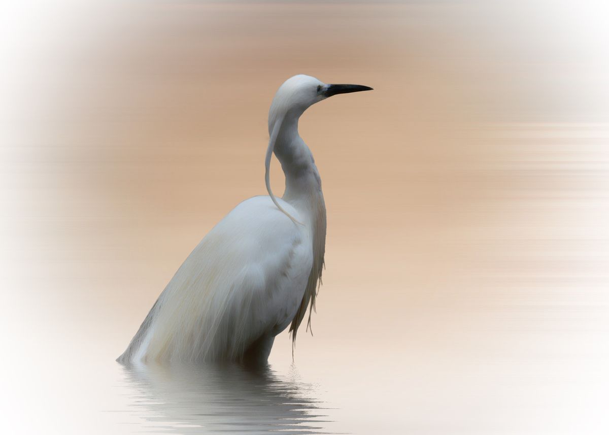 'The Water Bird' Poster, picture, metal print, paint by Sharon Clarke ...