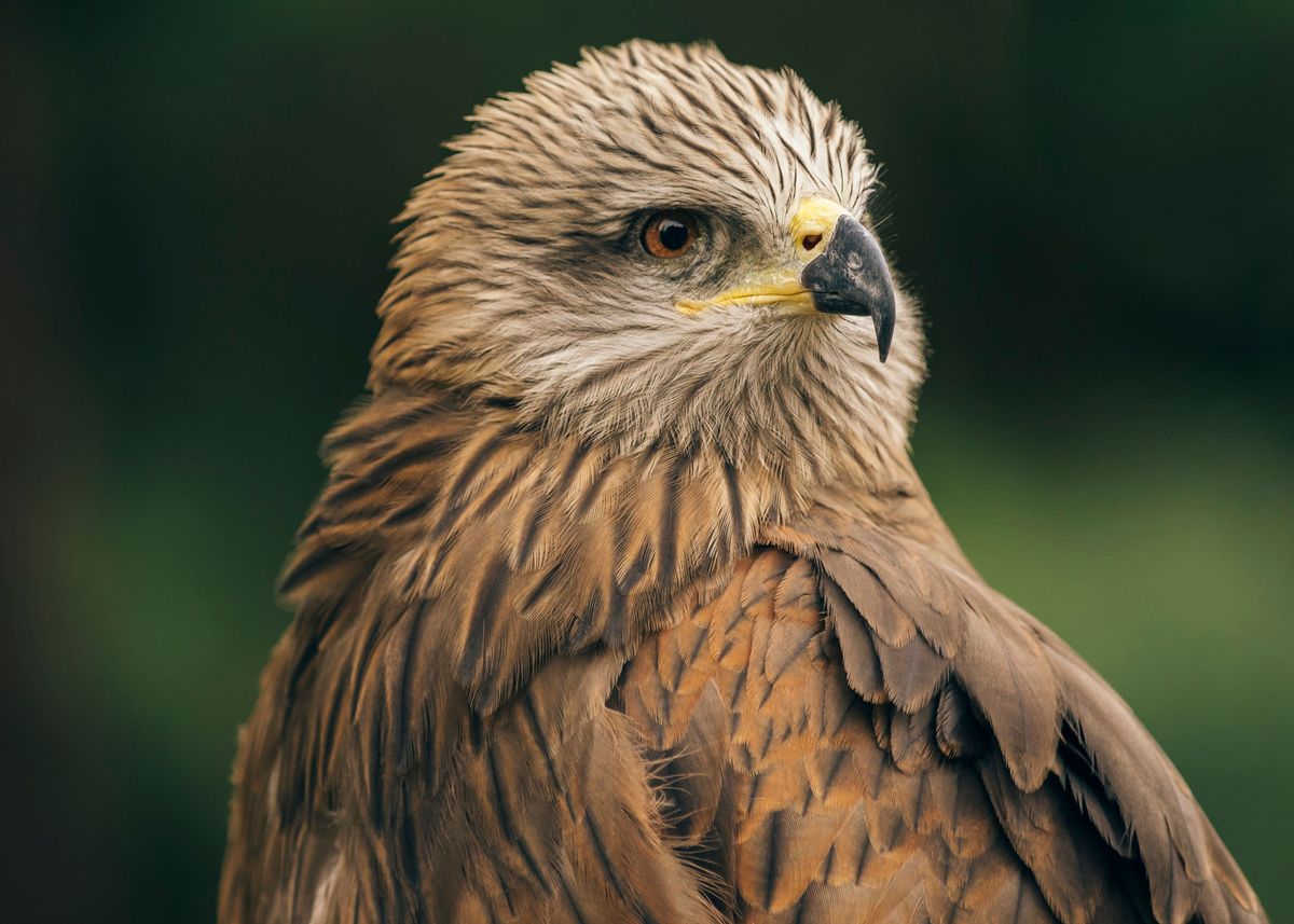 'Power Bird I ' Poster by Katayoon Ahmadi | Displate