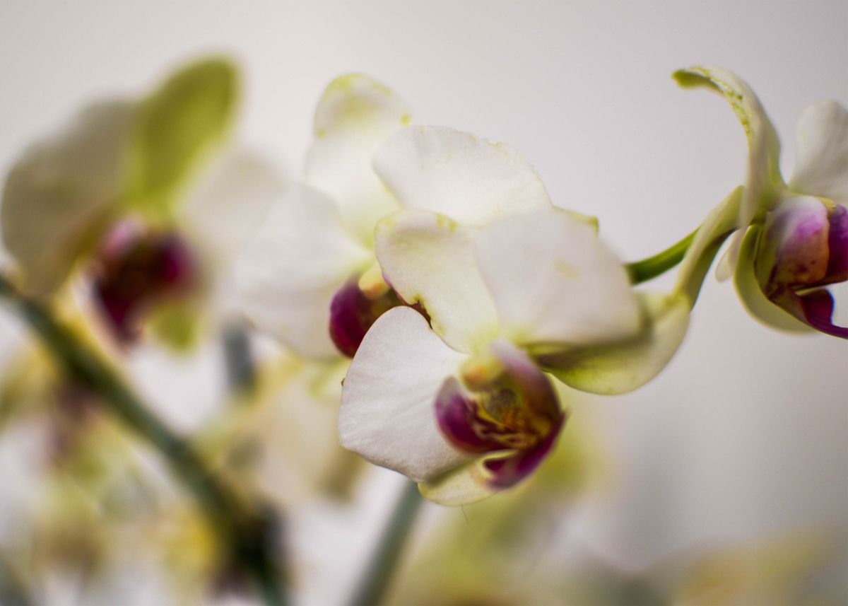 'White Orchid. This most highly prized of ornamental pla ... ' Poster ...