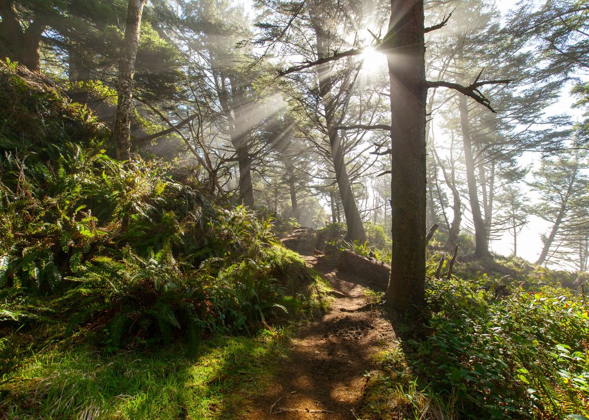 'Morning Song | A brilliant sunstar above the canopy of ... ' Poster by ...