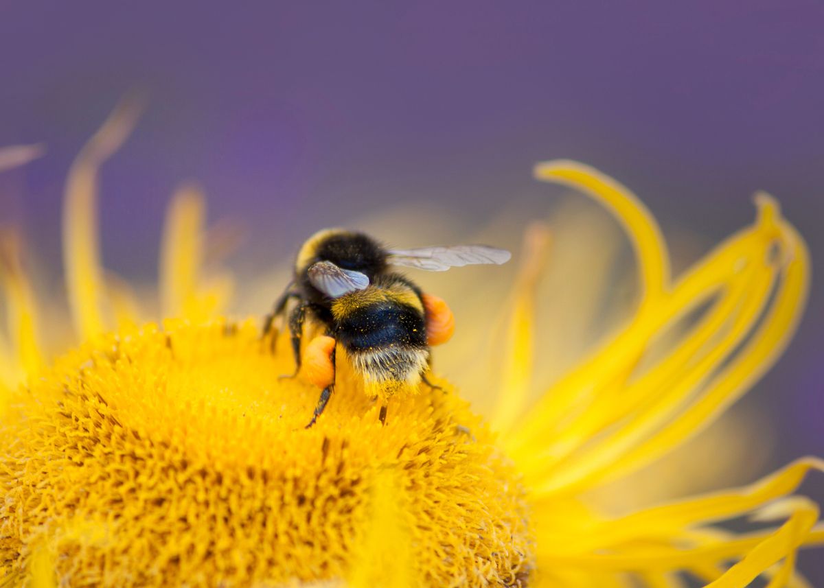'Close up photograph of a bee. Photo taken in Scotland.' Poster by Eva ...