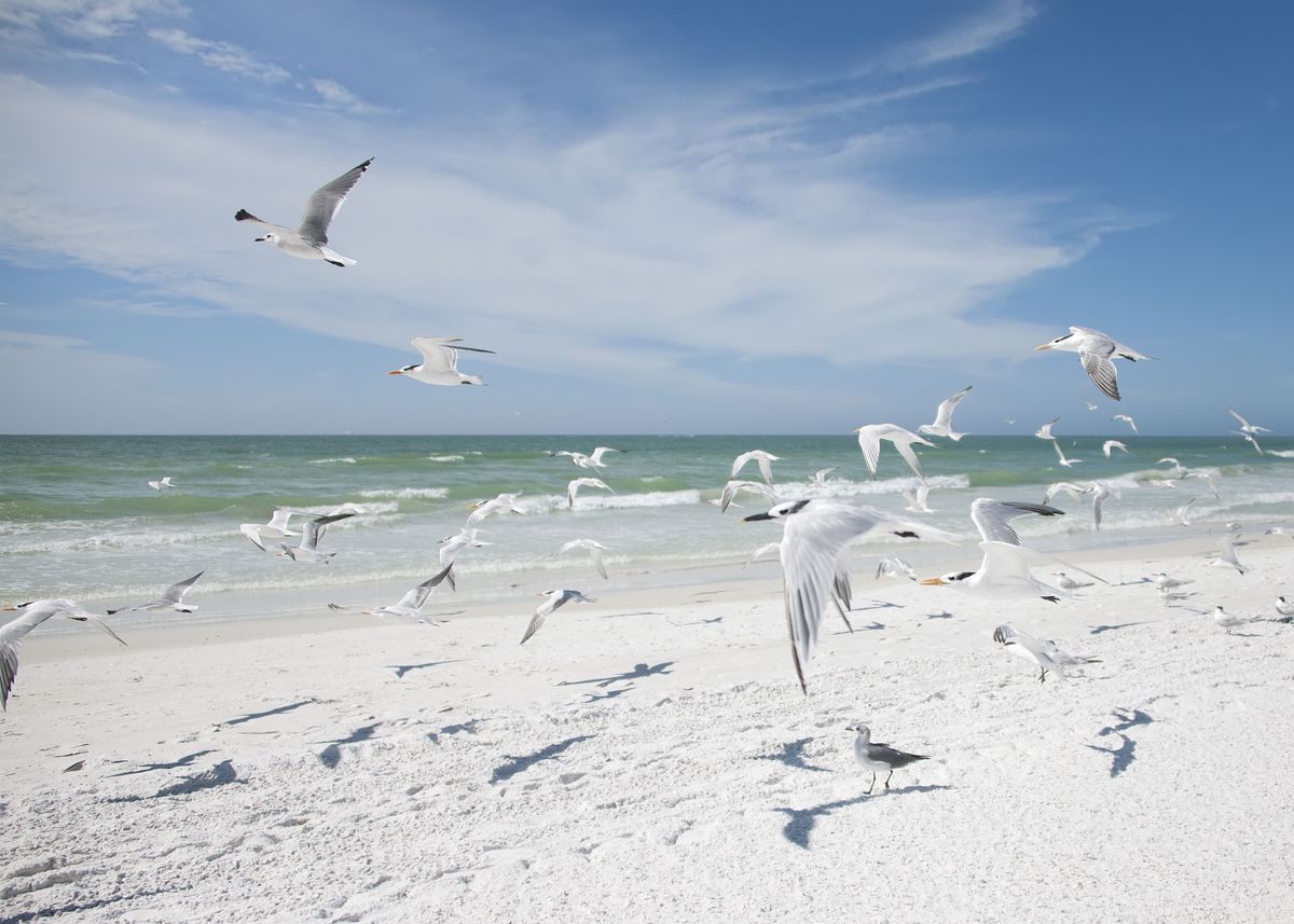 'Siesta Key, Florida' Poster, picture, metal print, paint by Gouzel ...
