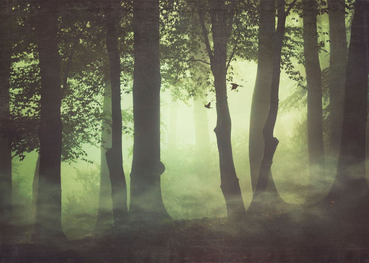 'Wispy Forest Mists' Poster, picture, metal print, paint by Dirk ...