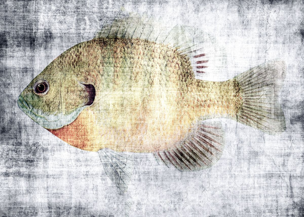 'Grunge Fish' Poster, picture, metal print, paint by David Hughes ...