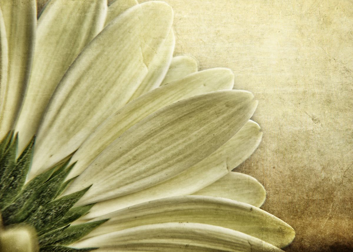 'White gerber' Poster, picture, metal print, paint by Gordana Stanisic ...