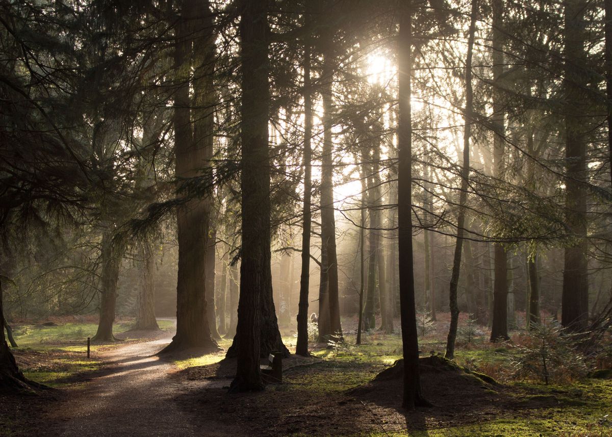 'Sun begins to set in the New Forest' Poster, picture, metal print ...