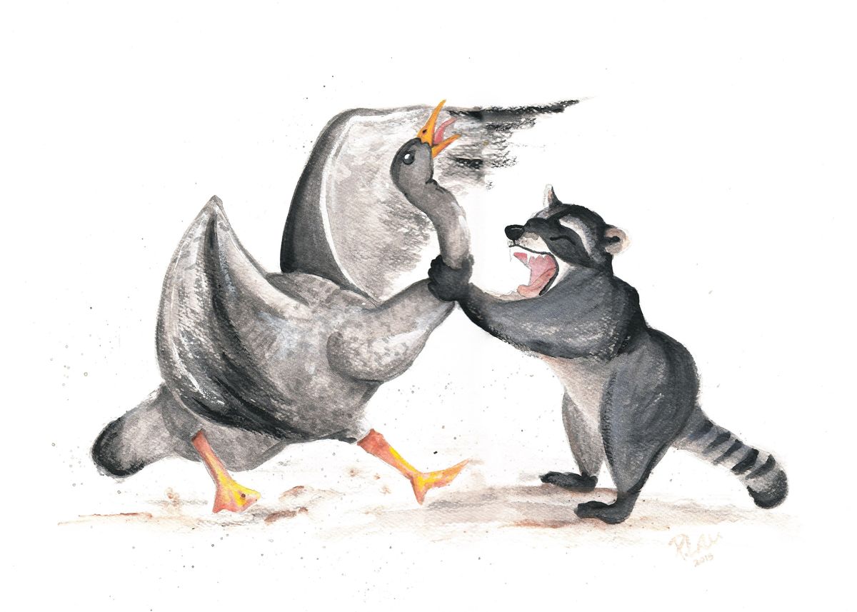 Goose Vs Raccoon at Carolann Ness blog