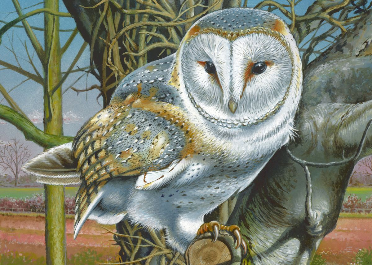'Acrylic illustration of a barn owl.' Poster by Mark Gregory | Displate