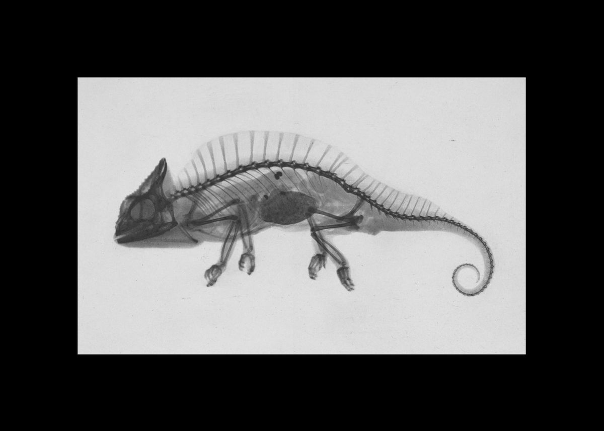 'Animal X-ray' Poster, picture, metal print, paint by Fine Art | Displate