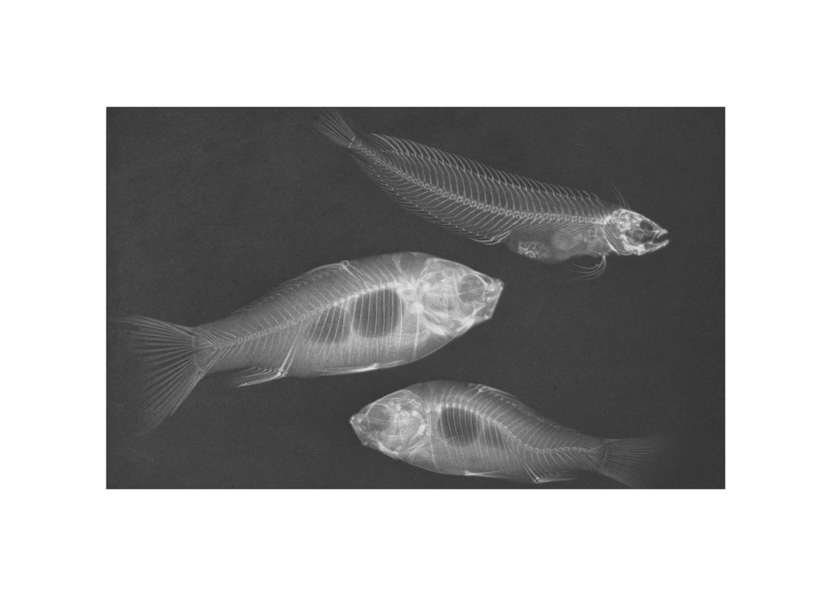 'Animal X-ray' Poster, picture, metal print, paint by Fine Art | Displate