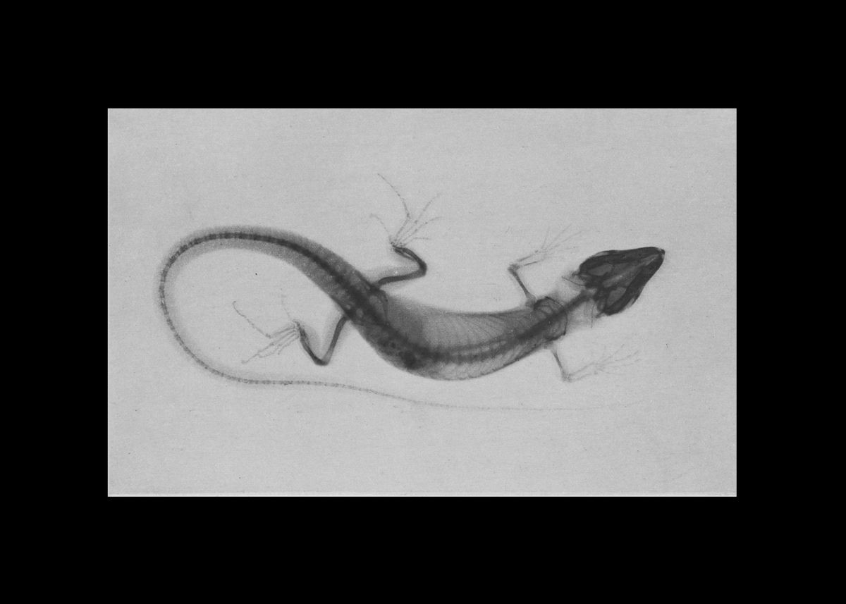 'Animal X-ray' Poster, picture, metal print, paint by Fine Art | Displate