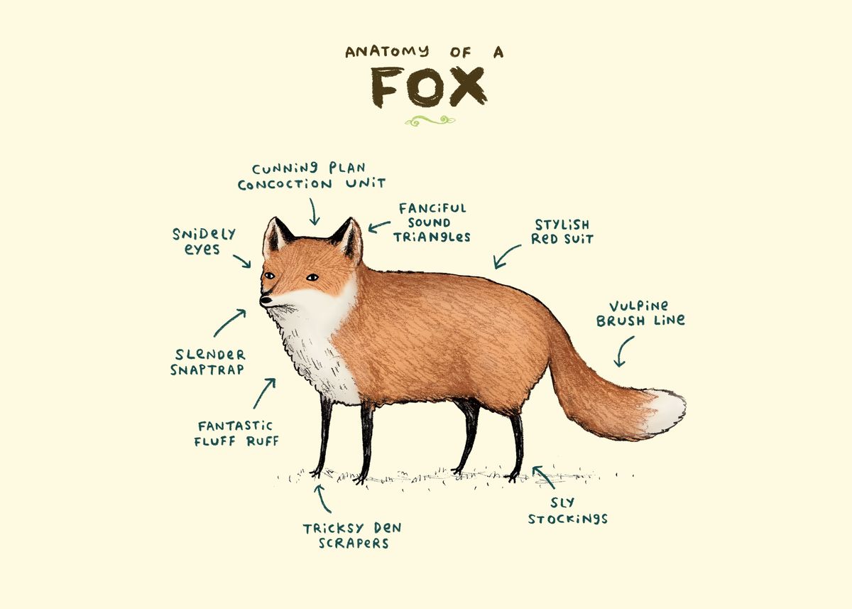 'Anatomy of a Fox' Poster, picture, metal print, paint by Sophie ...