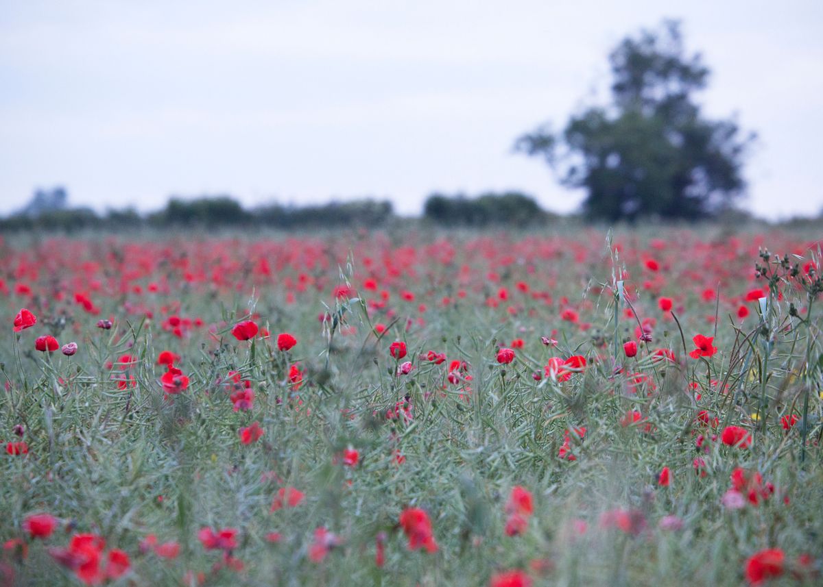 'Poppy Field' Poster, picture, metal print, paint by Geoff Young | Displate