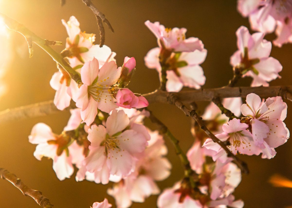 'Blossom tree' Poster by Provence Photos | Displate
