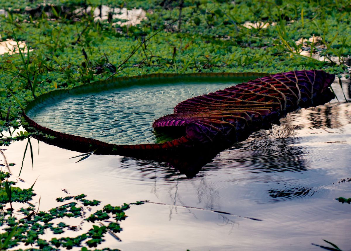 'Huge Amazonian Lotus at sunset, Peru' Poster, picture, metal print ...