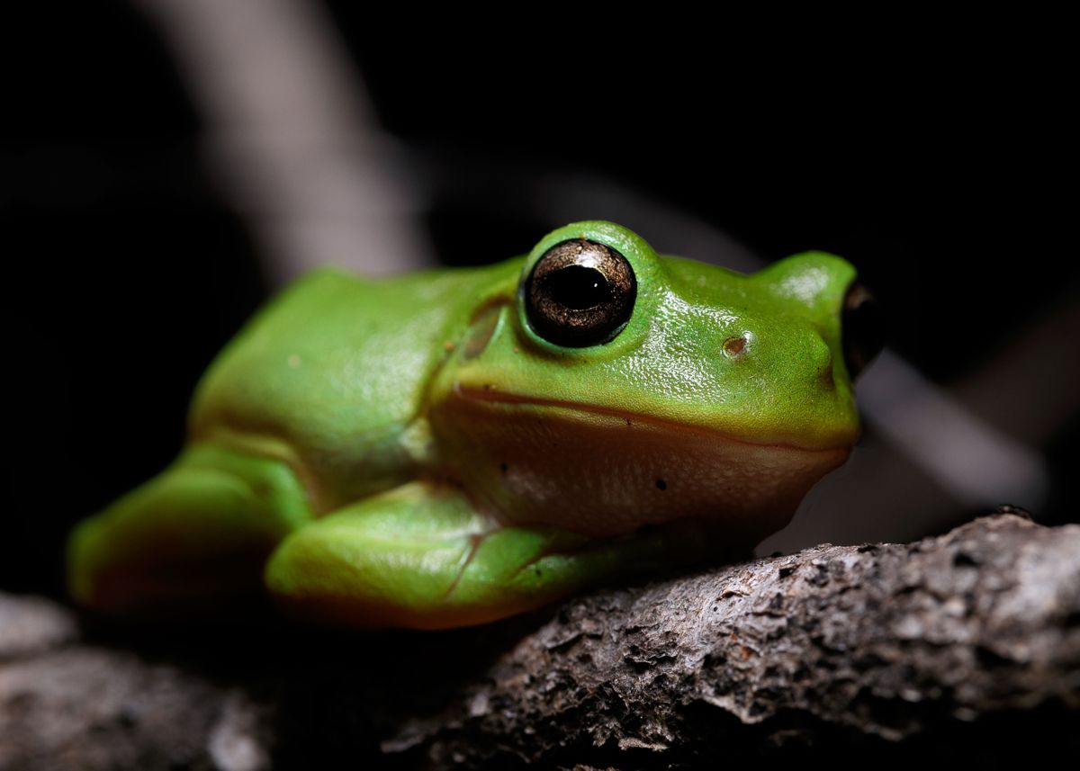 'Riding (Green tree frog)' Poster, picture, metal print, paint by ...