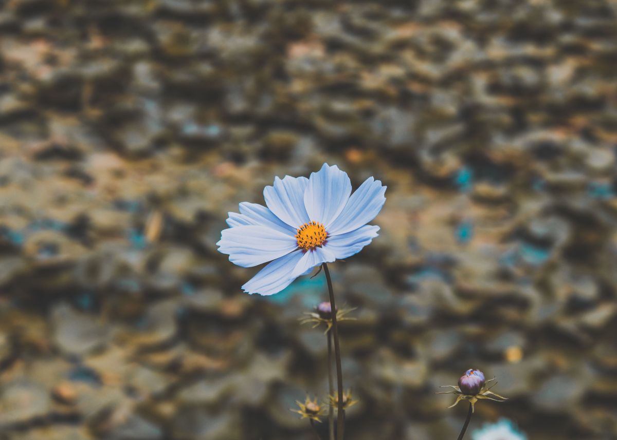 'Stand Alone' Poster, picture, metal print, paint by itsakashroy | Displate