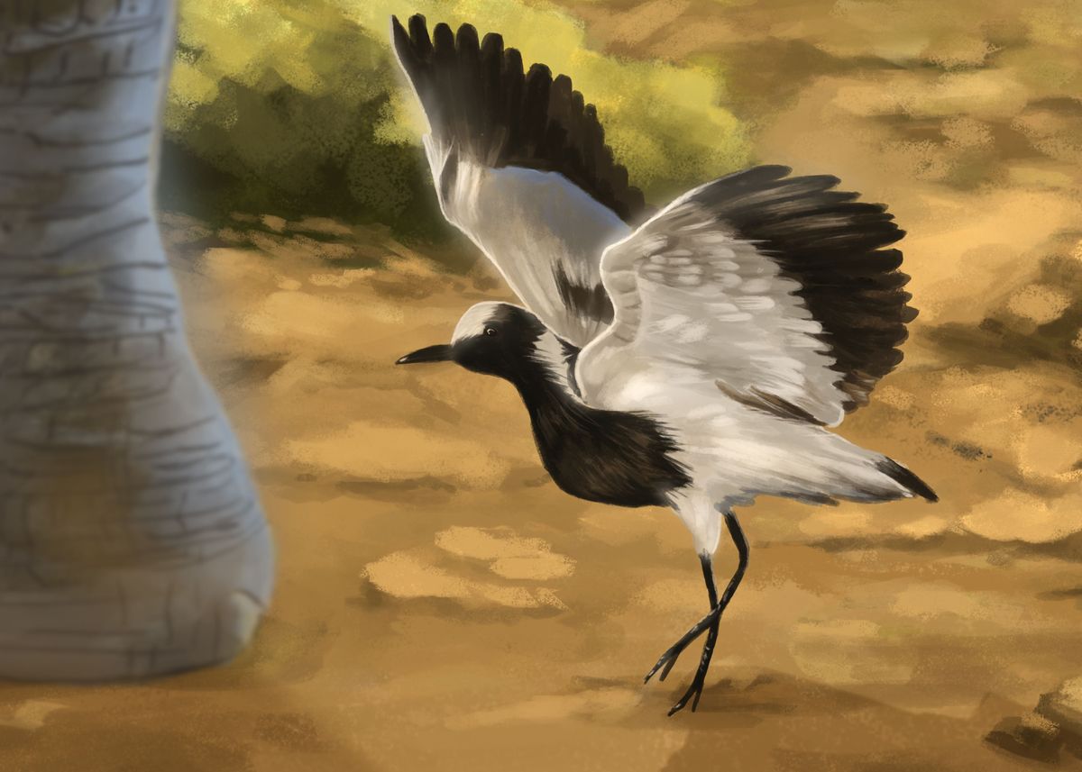 'Blacksmith Lapwing' Poster, picture, metal print, paint by Michelle Manlapaz | Displate