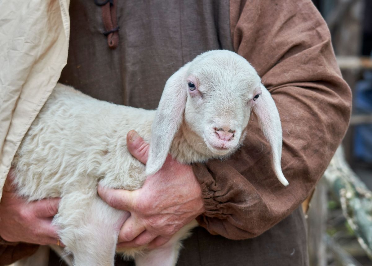 'lamb with sheperd' Poster, picture, metal print, paint by Ornella ...