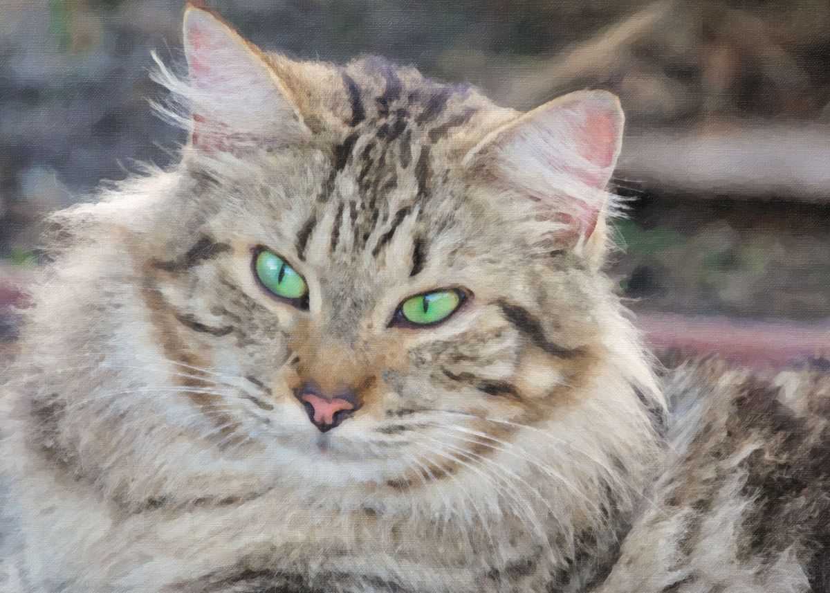 'Portrait of a Green-eyed Maine Coon Cat' Poster, picture, metal print ...