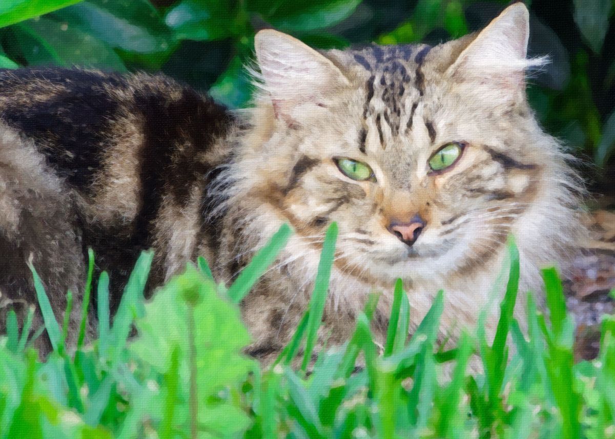 'Green Eyed Maine Coon Cat in Grass' Poster, picture, metal print ...