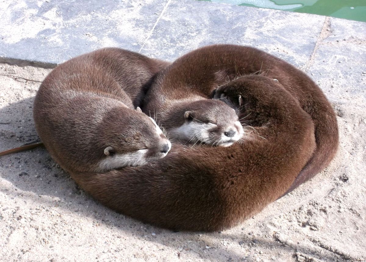 'Heart of otters' Poster, picture, metal print, paint by Catherine ...
