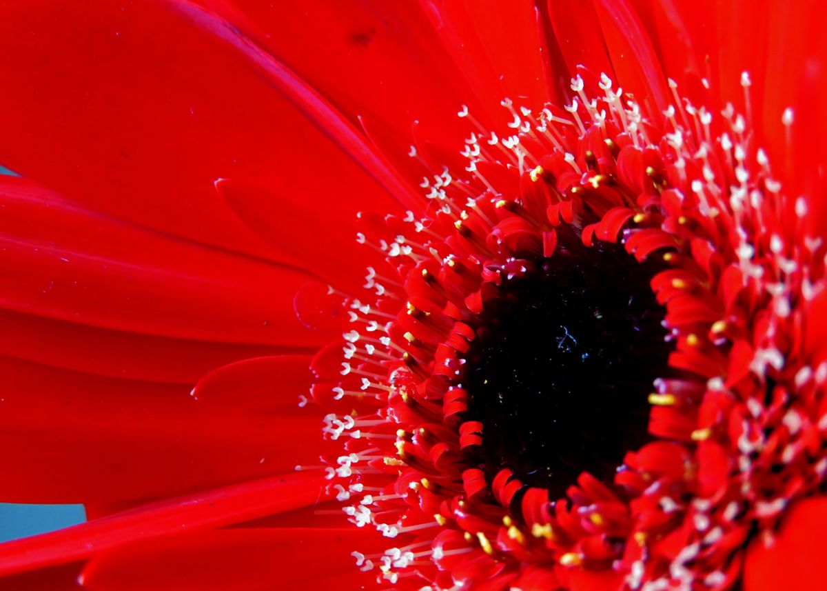 'Red Germini close up' Poster, picture, metal print, paint by Juliana ...