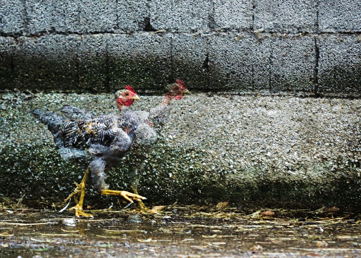 'Runaway chicken' Poster, picture, metal print, paint by Tatjana ...
