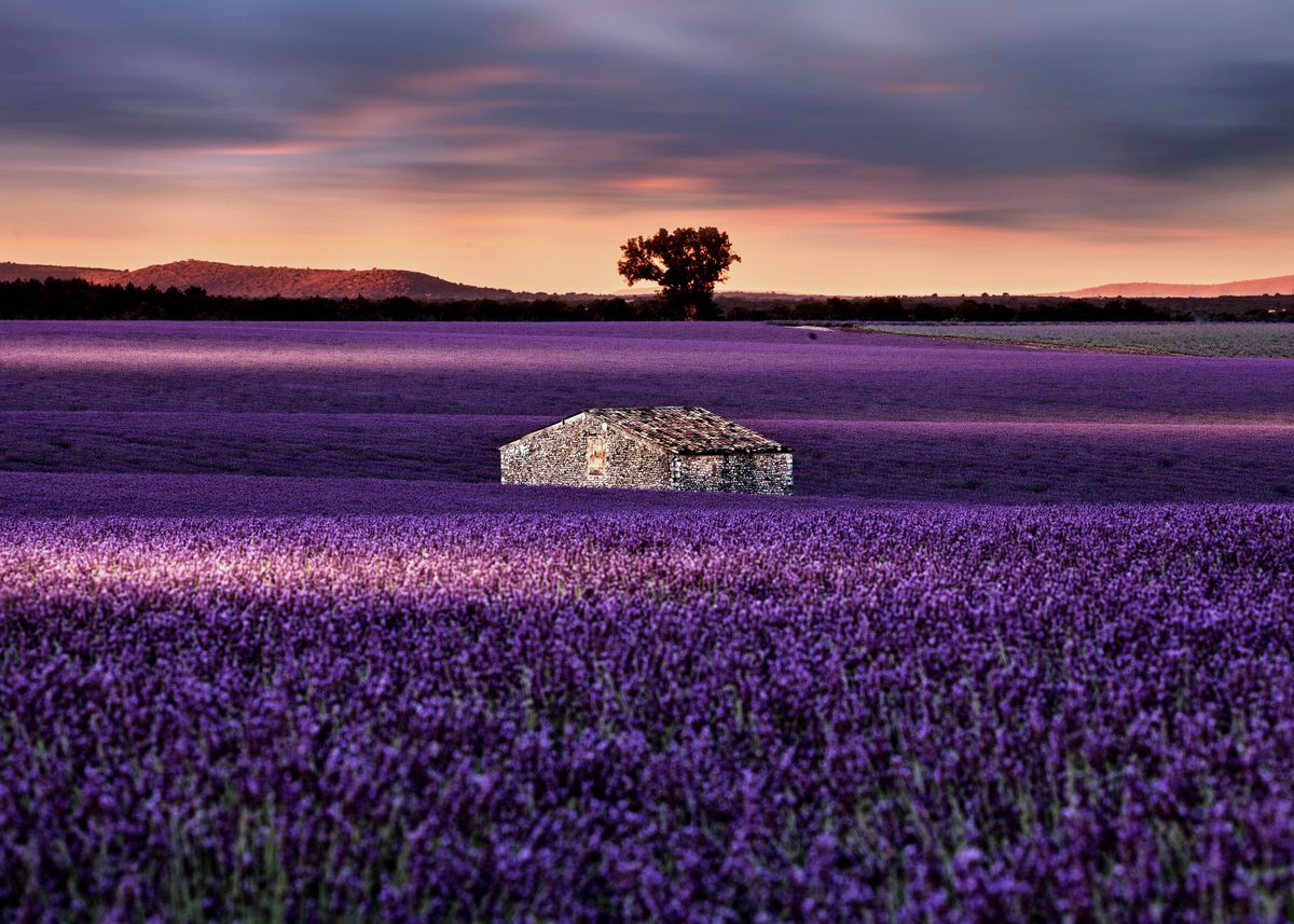 'Going home' Poster, picture, metal print, paint by ...