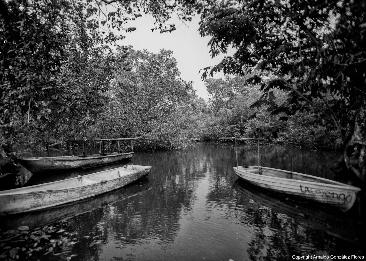 'mangrove swamp' Poster by arnaldo gonzalez | Displate